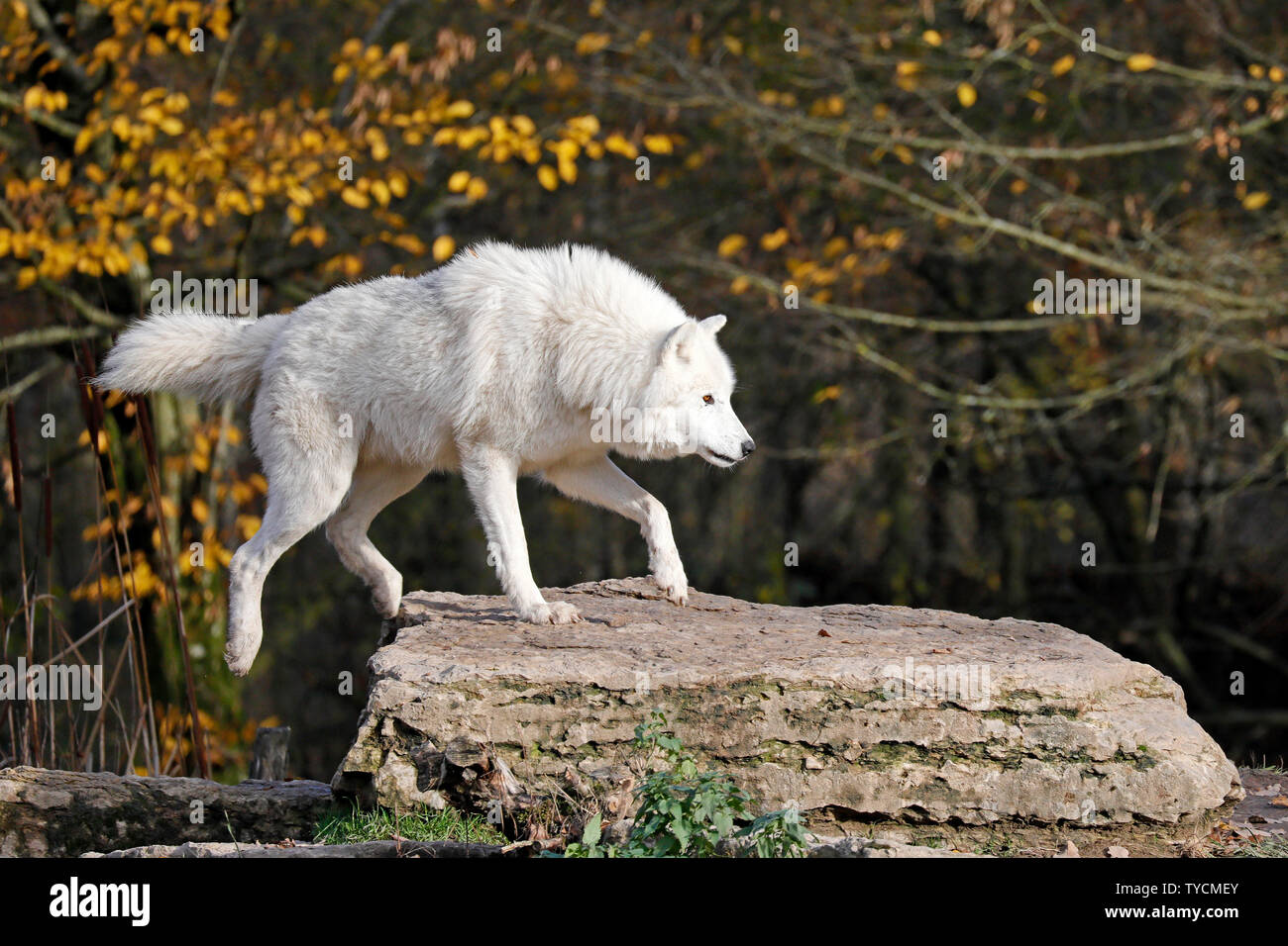 Jumping wolf hi-res stock photography and images - Alamy
