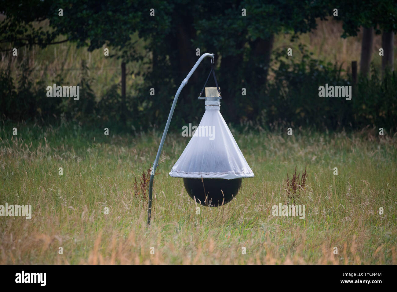 insect trap on horse pasture, Germany, Europe Stock Photo - Alamy