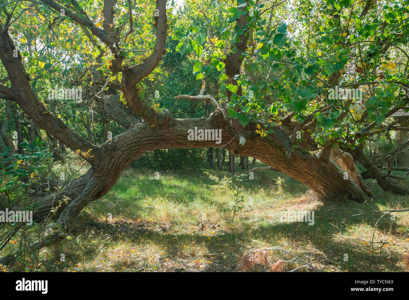 Lime tree tilia spec hi-res stock photography and images - Alamy