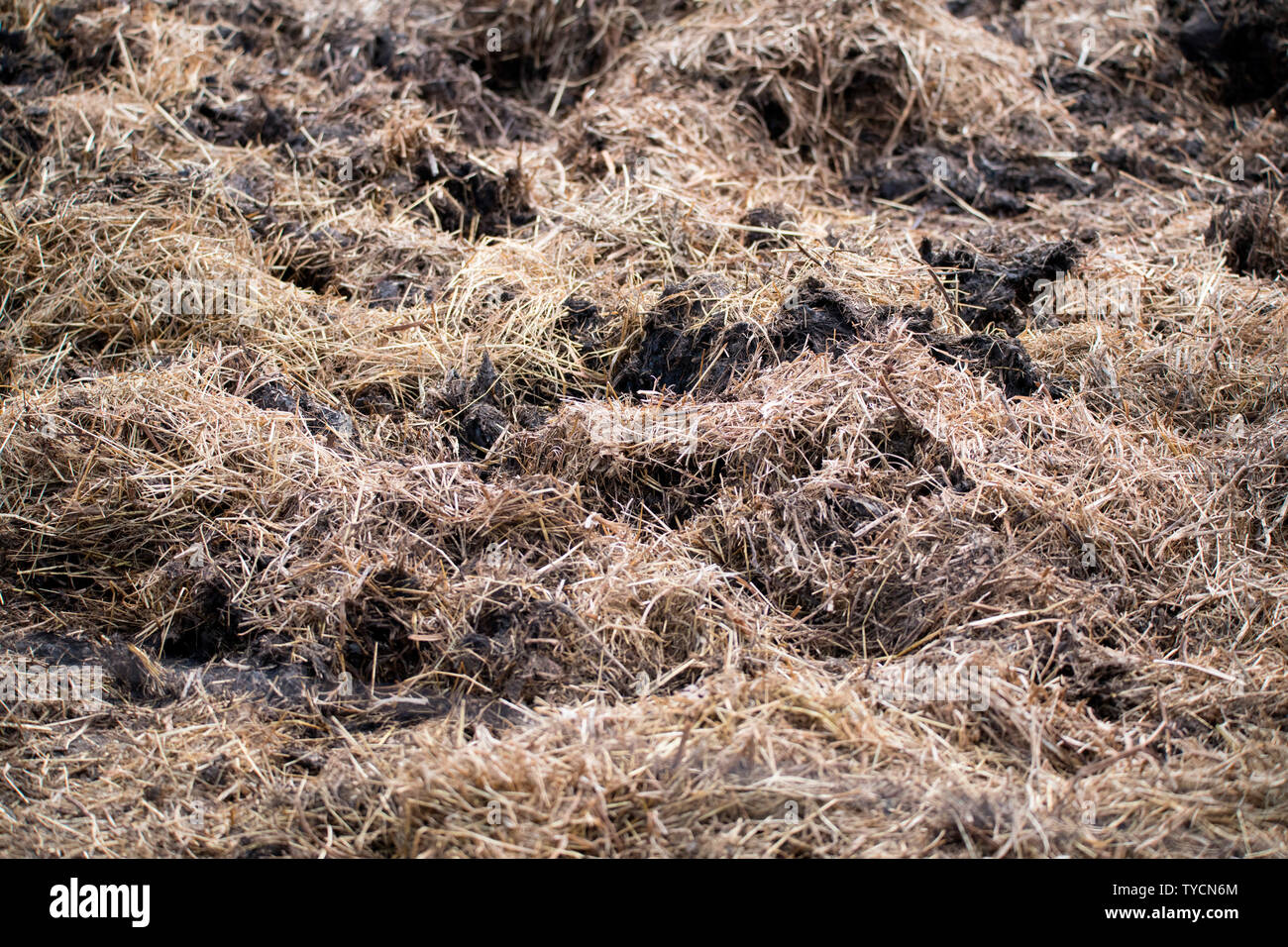 Cow dung hi-res stock photography and images - Alamy