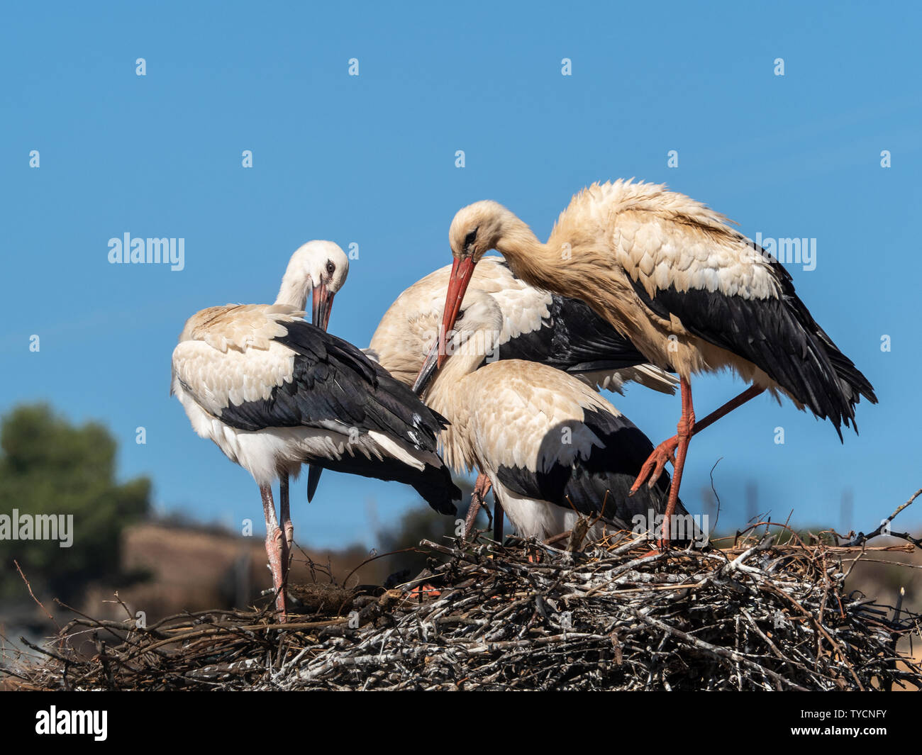 Storks portugal hi-res stock photography and images - Alamy