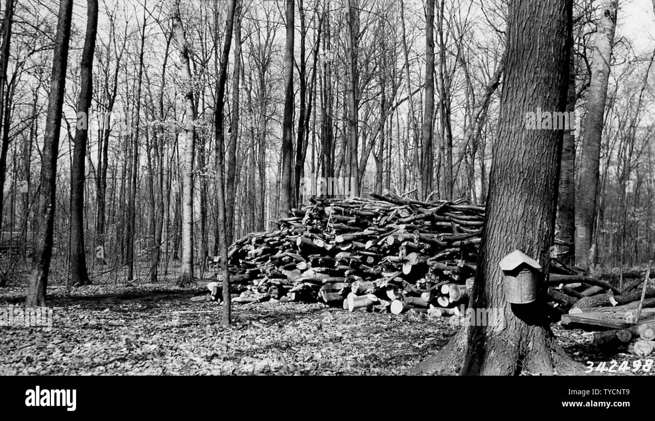Photograph of Modern Equipment for Maple Sap Production; Scope and ...