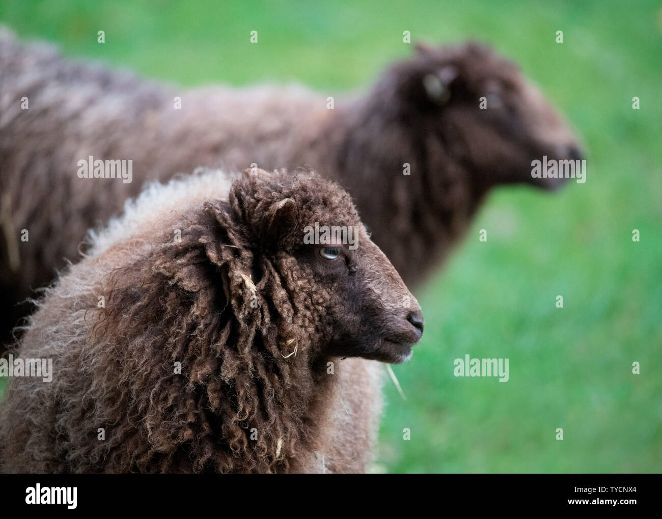 Ouessant sheep, North Rhine-Westphalia, Germany, Europe Stock Photo - Alamy