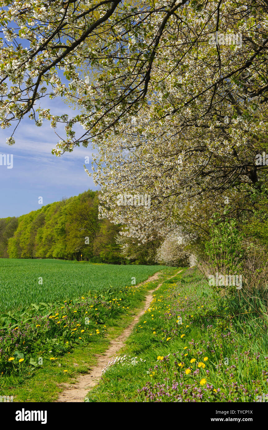 Deciduous tree photos hi-res stock photography and images - Alamy