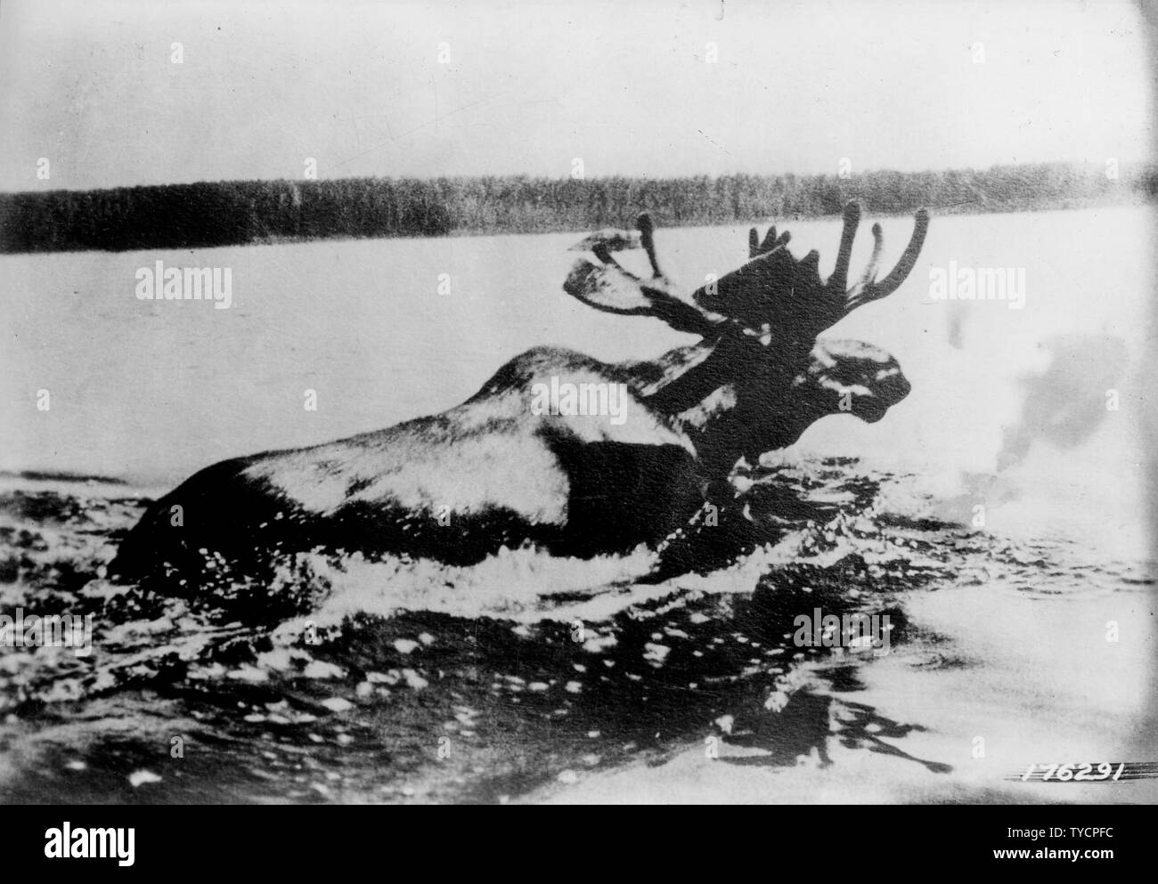 Photograph of Moose; Scope and content: Original caption: Moose Stock ...