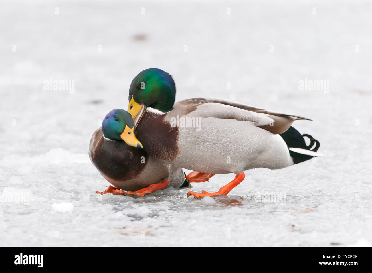 Mallard, drake, Lower Saxony, Germany, Anas platyrhynchos Stock Photo ...