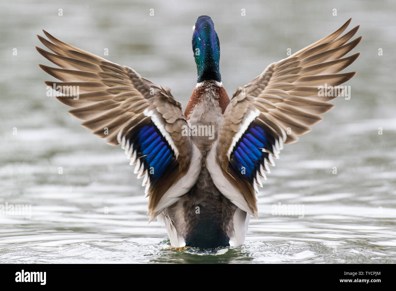 Mallard, drake, Lower Saxony, Germany, Anas platyrhynchos Stock Photo ...