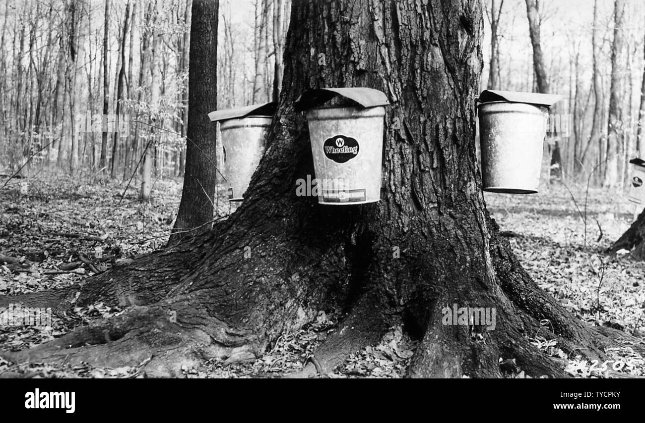 Photograph of Modern Equipment for Maple Sap Production; Scope and ...