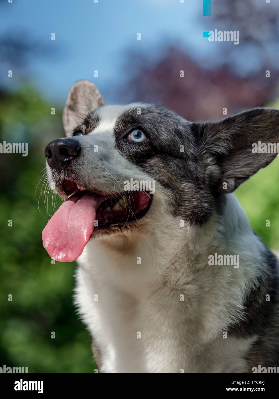 Beautiful grey corgi dog with different colored eyes closeup emotional ...