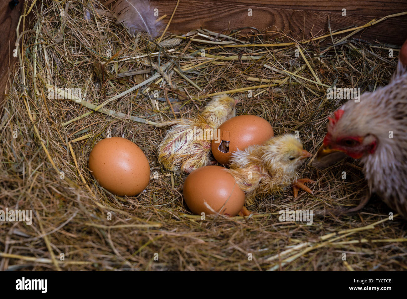 Hatching chicken hi-res stock photography and images - Alamy