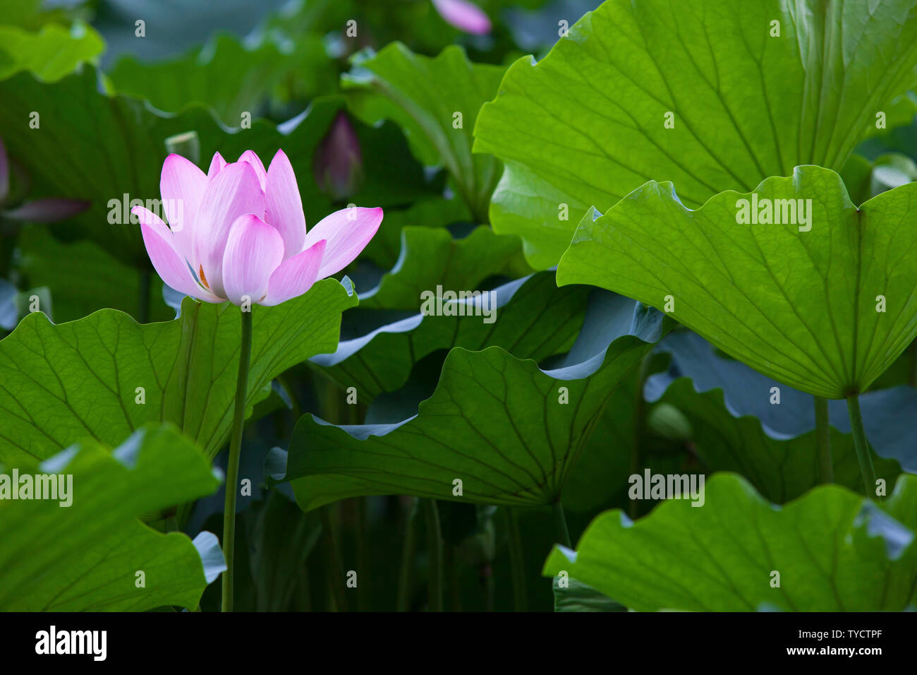 Foreign leaves and lotus flowers bloom hi-res stock photography and ...