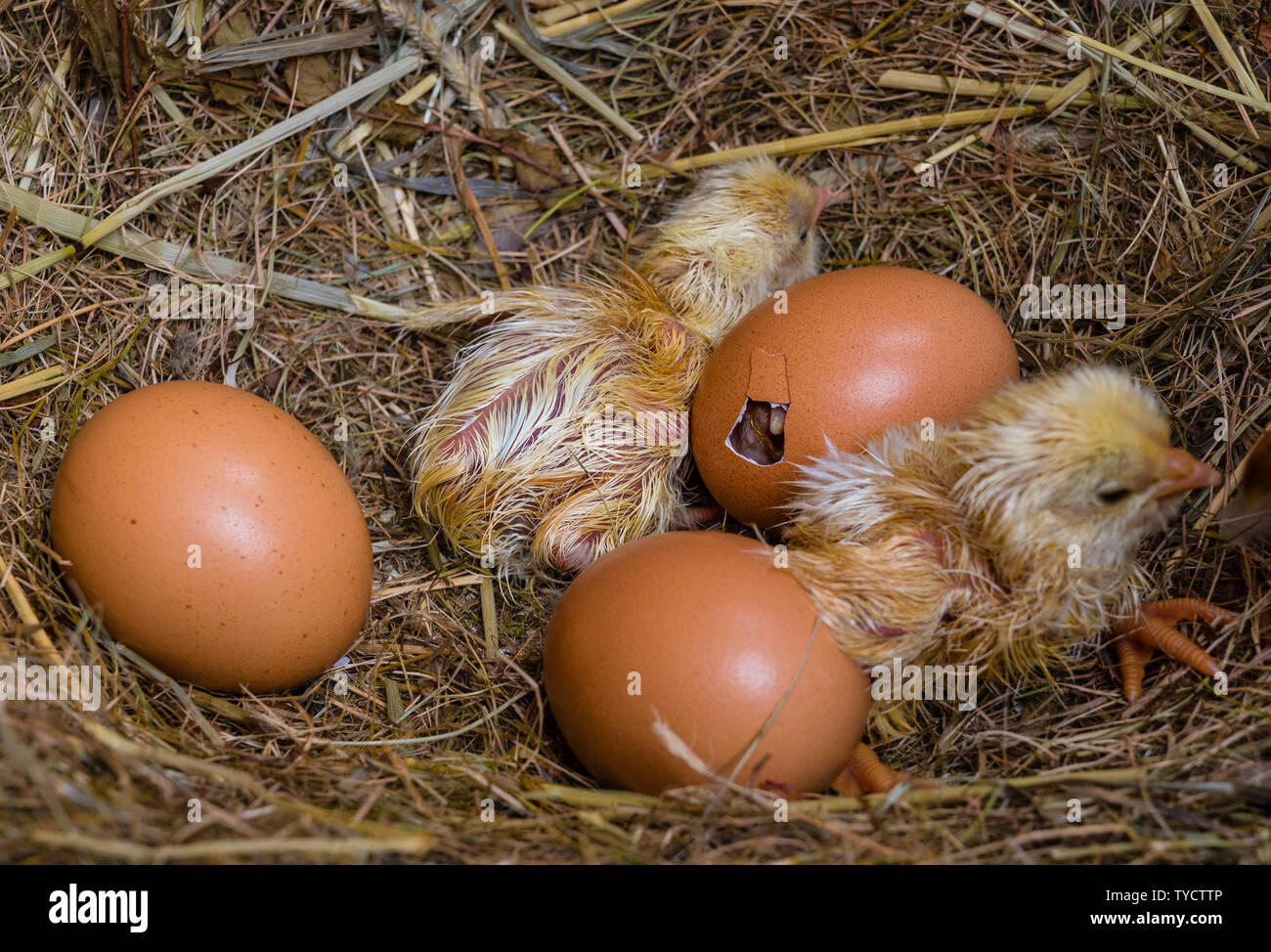 Hen chicken being hatched Stock Photo - Alamy