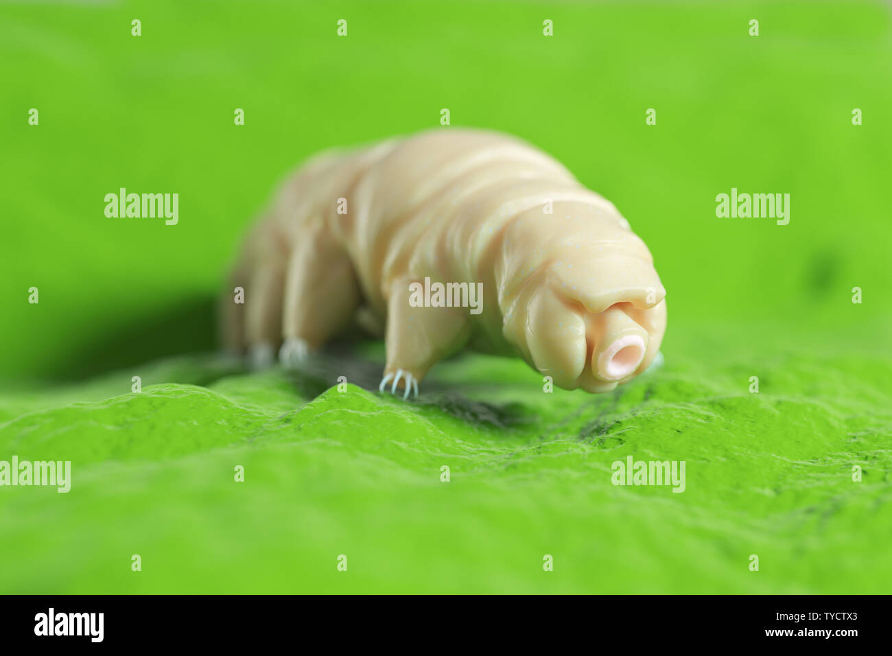 Tardigrade microscope hi-res stock photography and images - Alamy