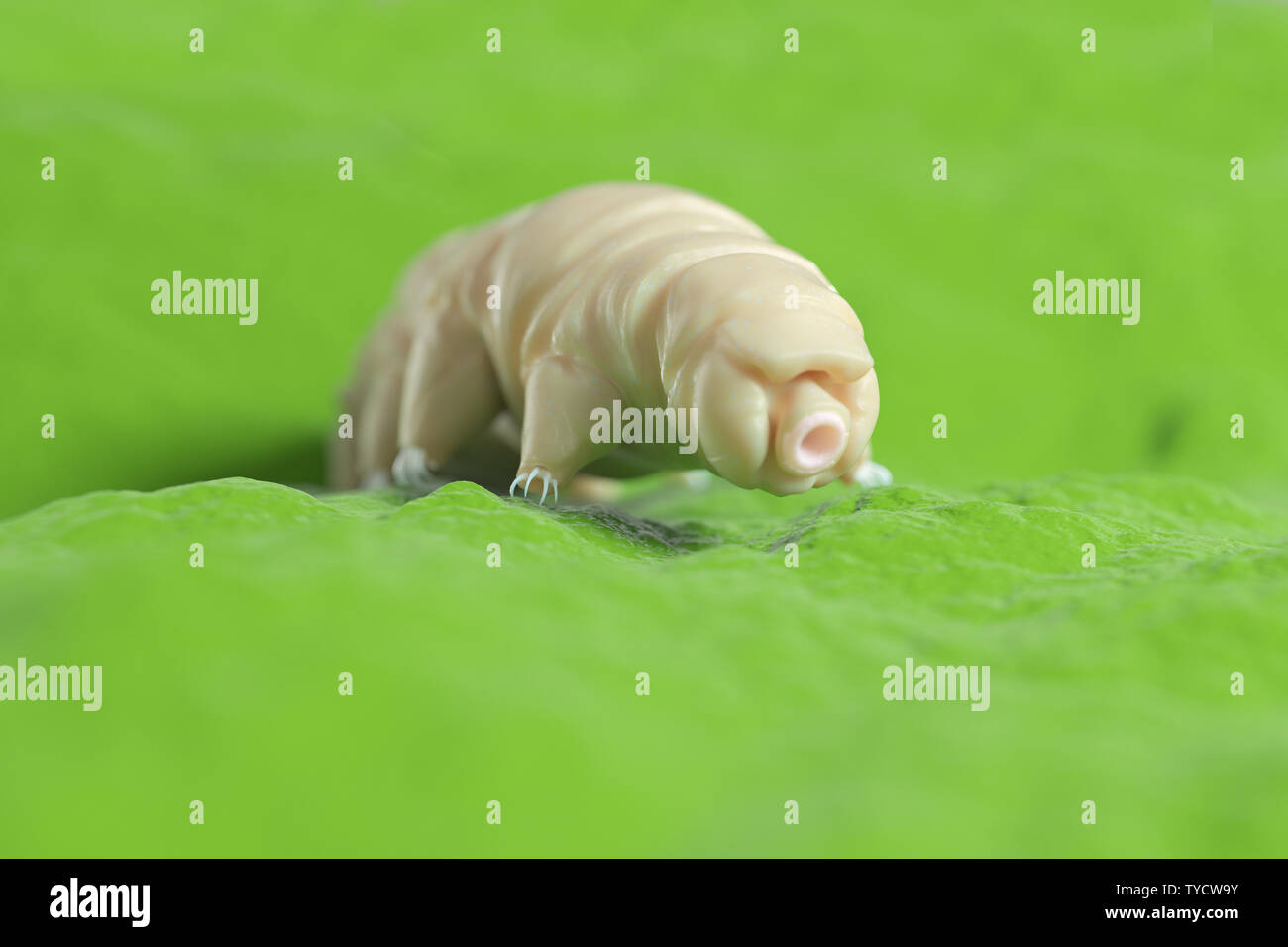Tardigrade microscope hi-res stock photography and images - Alamy