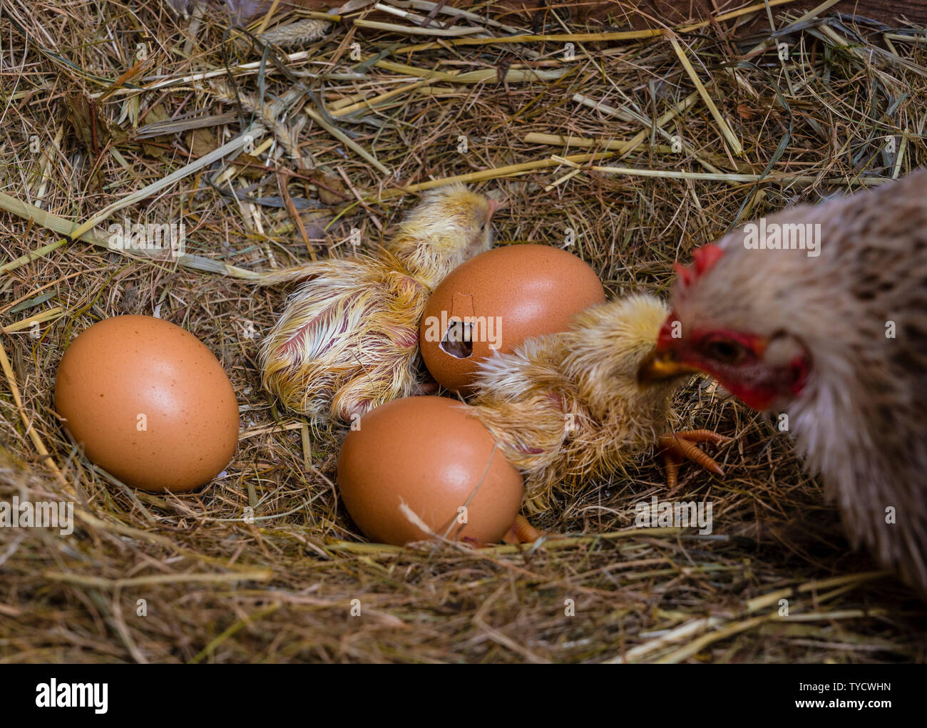 Hen chicken being hatched Stock Photo - Alamy