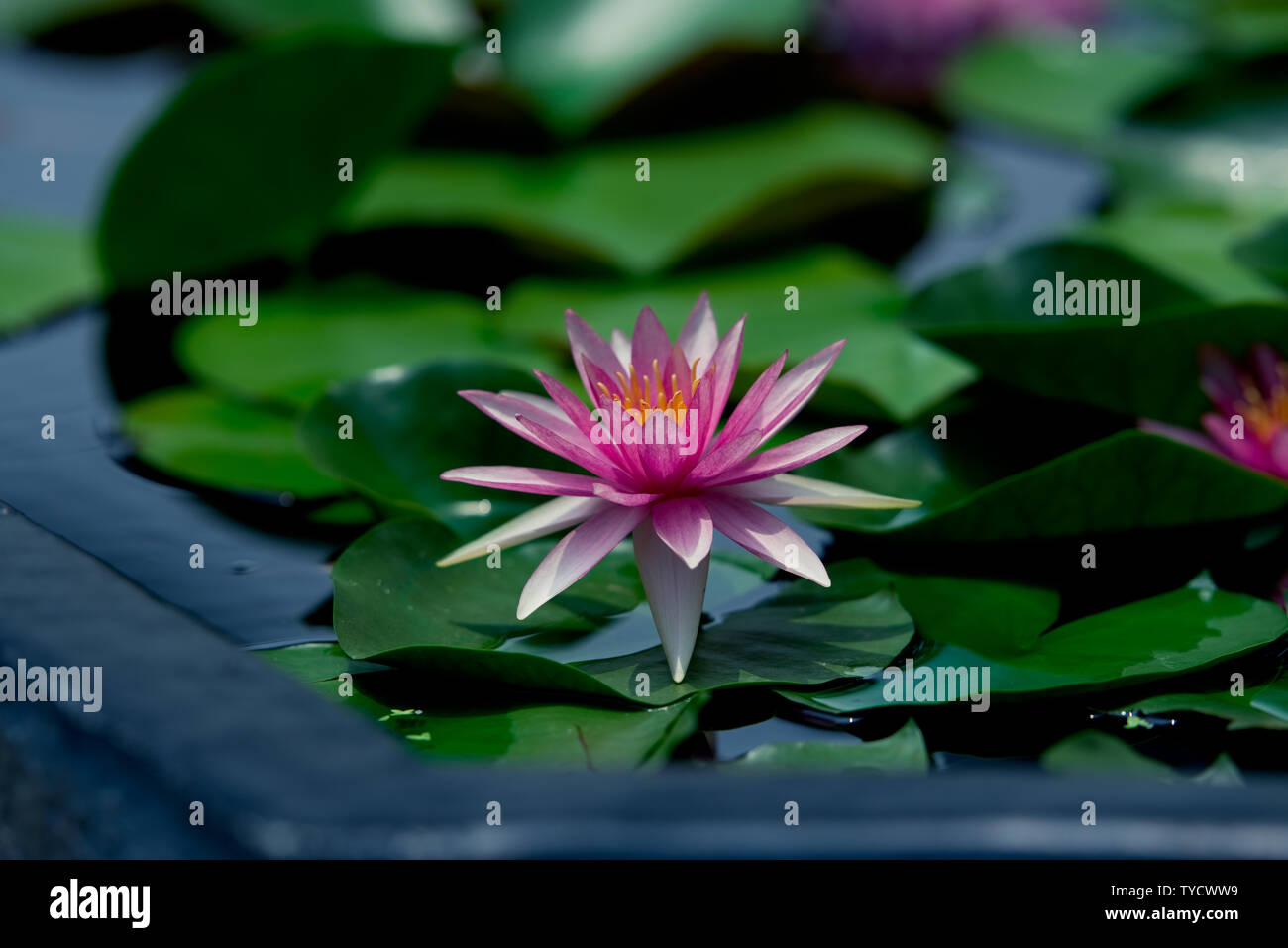 Aquatic plants in foreign countries hi-res stock photography and images ...