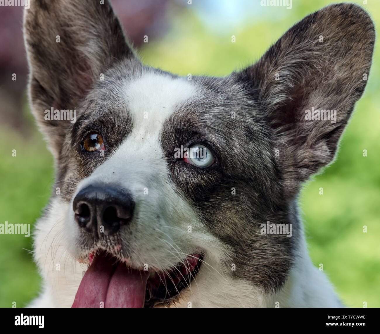 Beautiful grey corgi dog with different colored eyes closeup emotional ...