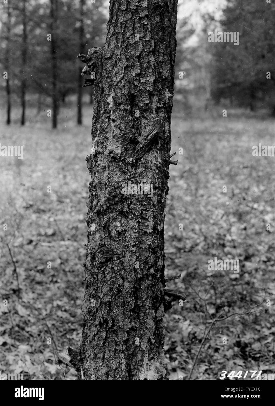 Photograph of Pine Gall Rust on the Trunk of a Dead Jack Pine; Scope ...
