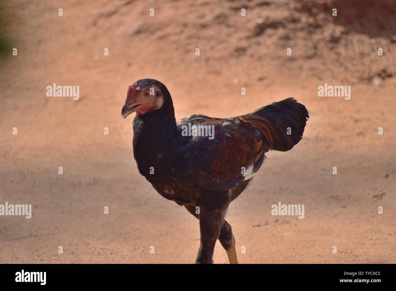 forest chicken rounding ground Stock Photo - Alamy