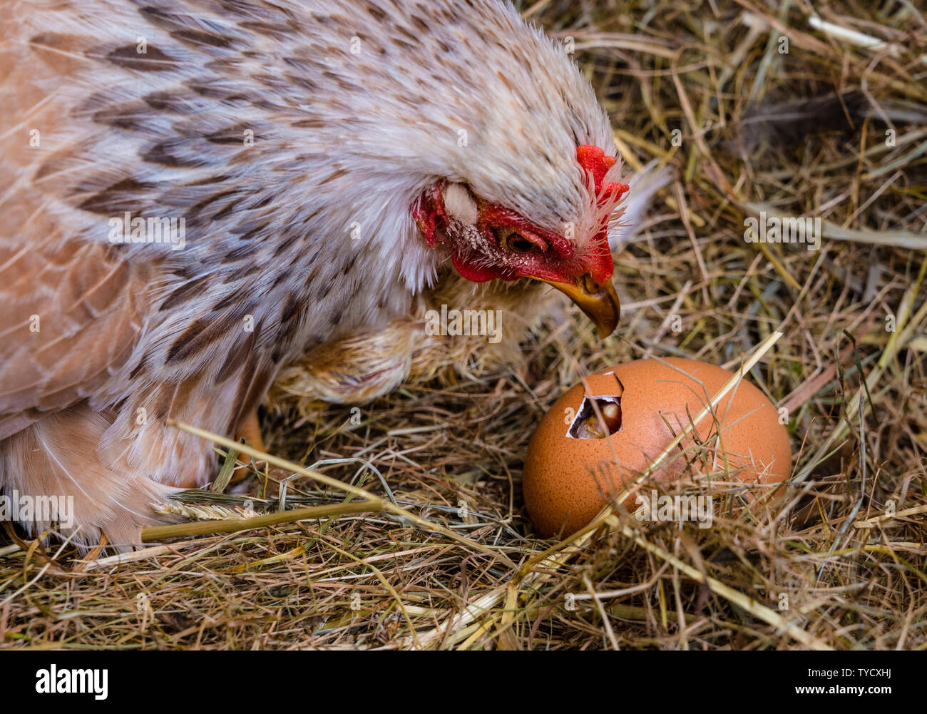 Chicken farm eggs hi-res stock photography and images - Alamy