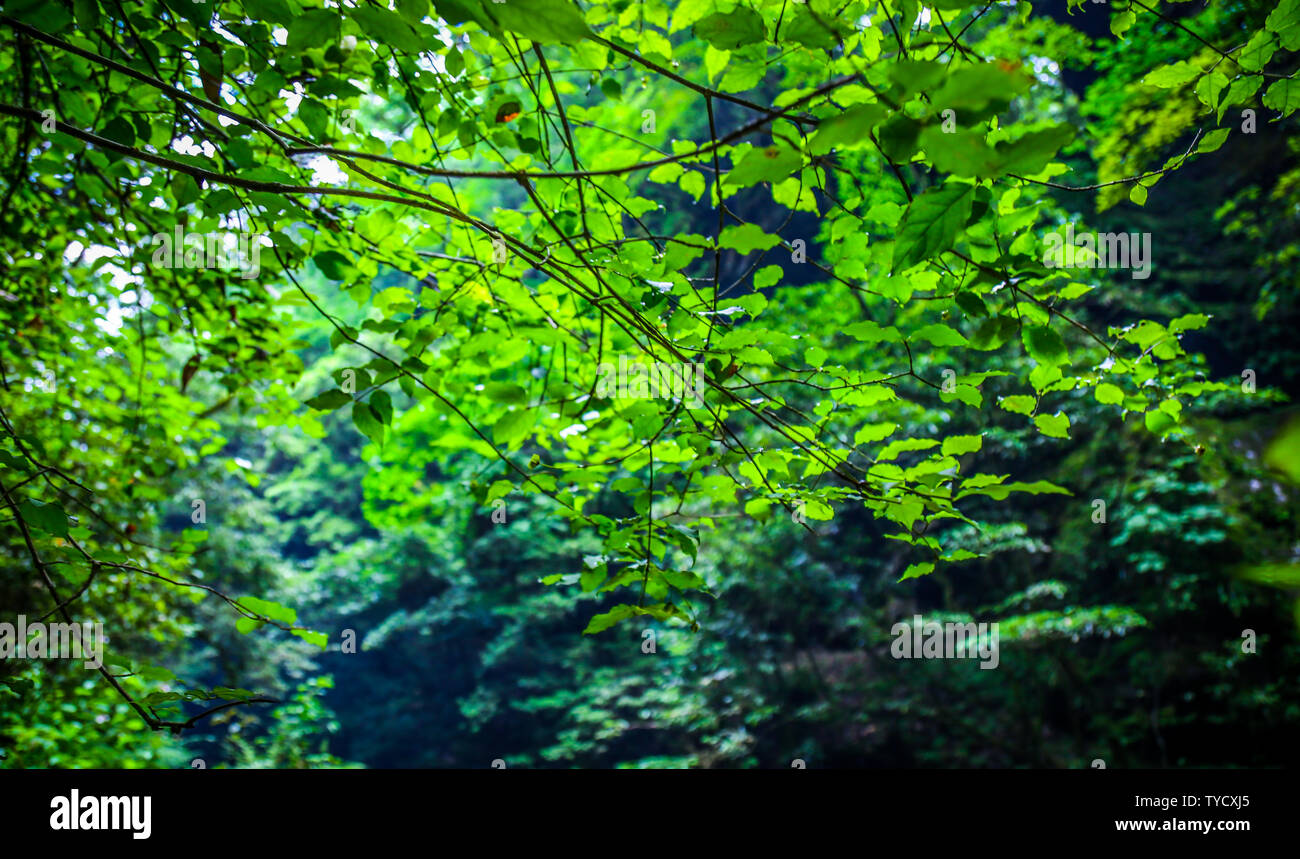 Photographer: Hu Wenkai Stock Photo - Alamy