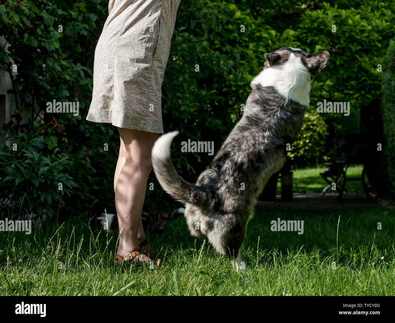 Beautiful grey corgi dog with different colored eyes jumping on the sun ...