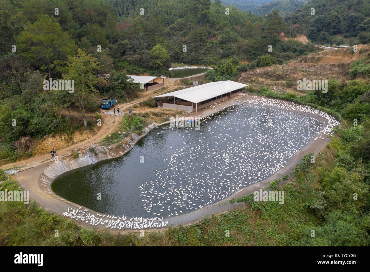 Bai Zi duck aquaculture in Liancheng County, Longyan City, Fujian ...