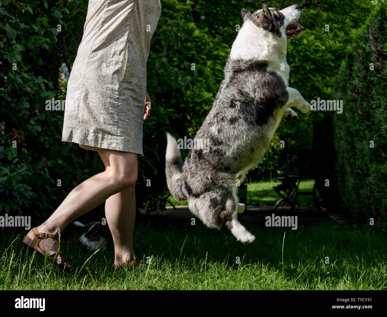 Beautiful grey corgi dog with different colored eyes jumping on the sun ...