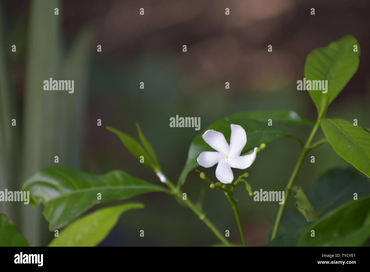 Indian tagar hi-res stock photography and images - Alamy