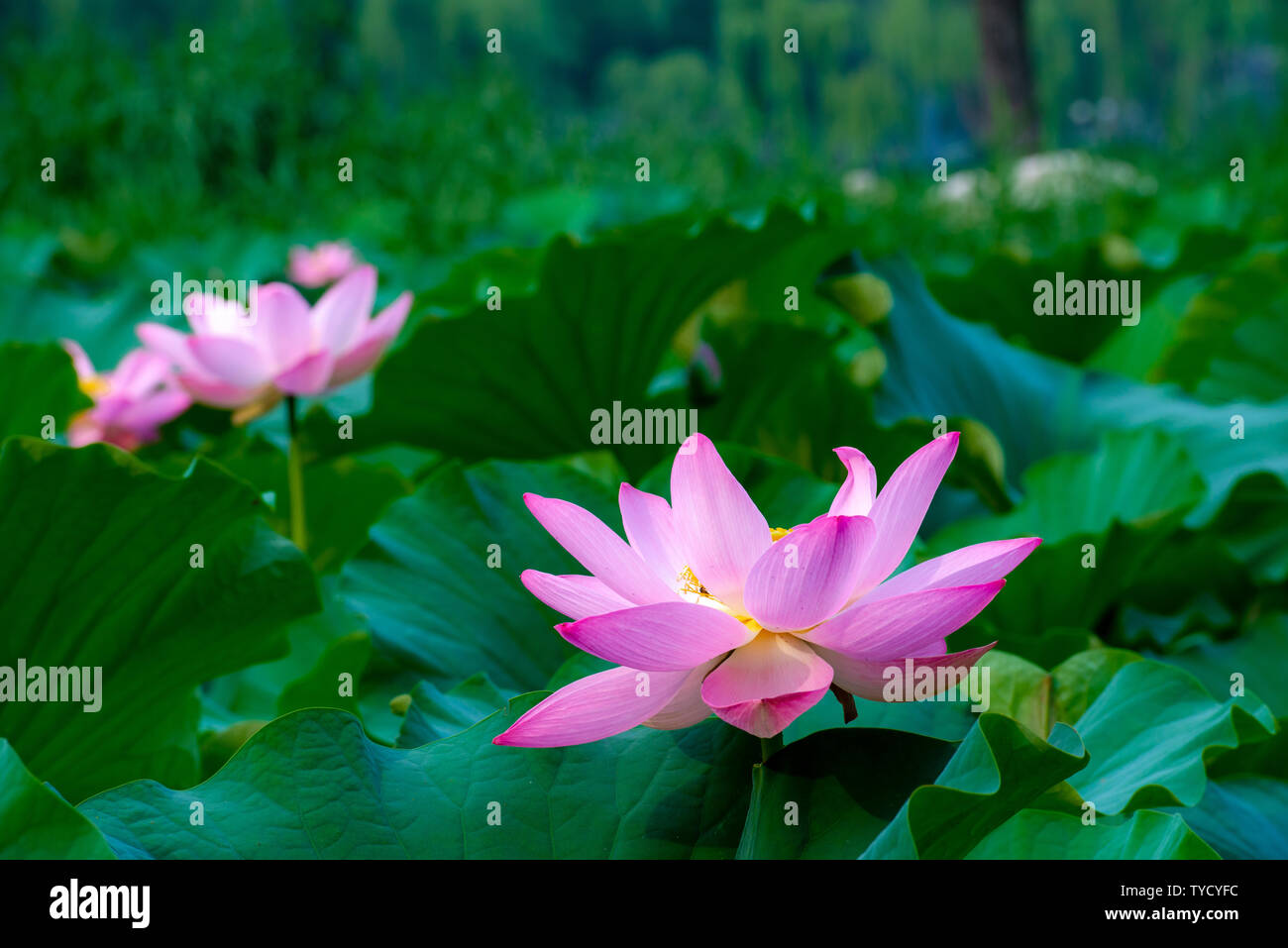Lotus in the lotus pool Stock Photo - Alamy