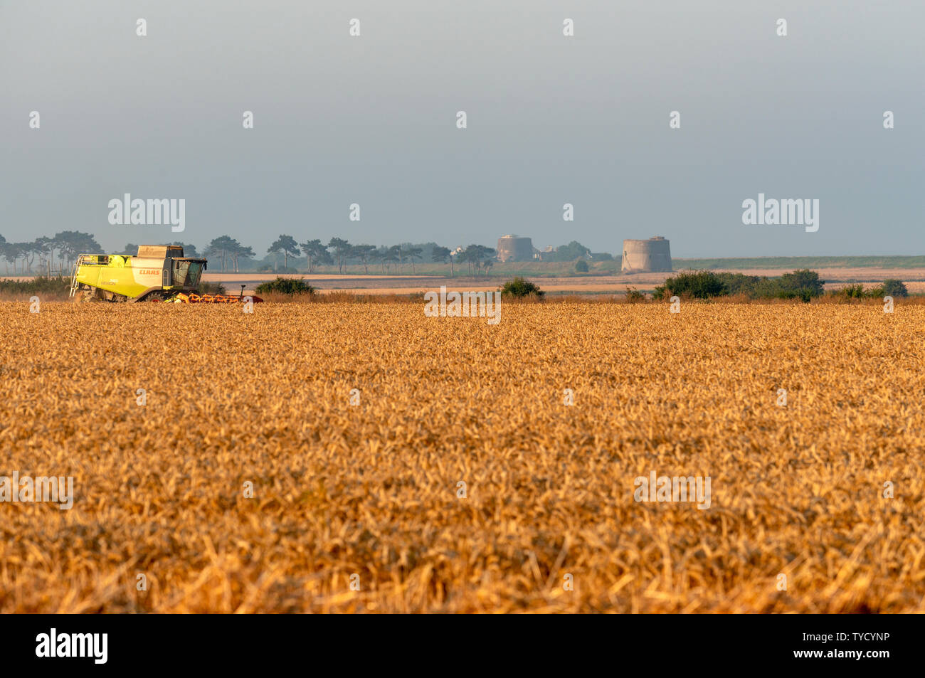 Claas Lexion combine harvester cutting a wheat field, Bawdsey, Suffolk ...