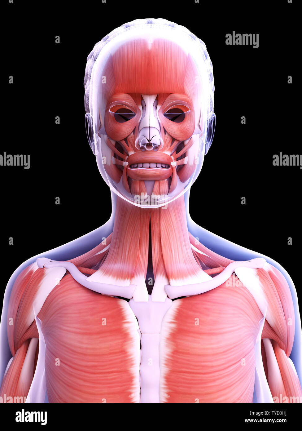 3d rendered medically accurate illustration of the female muscle system ...