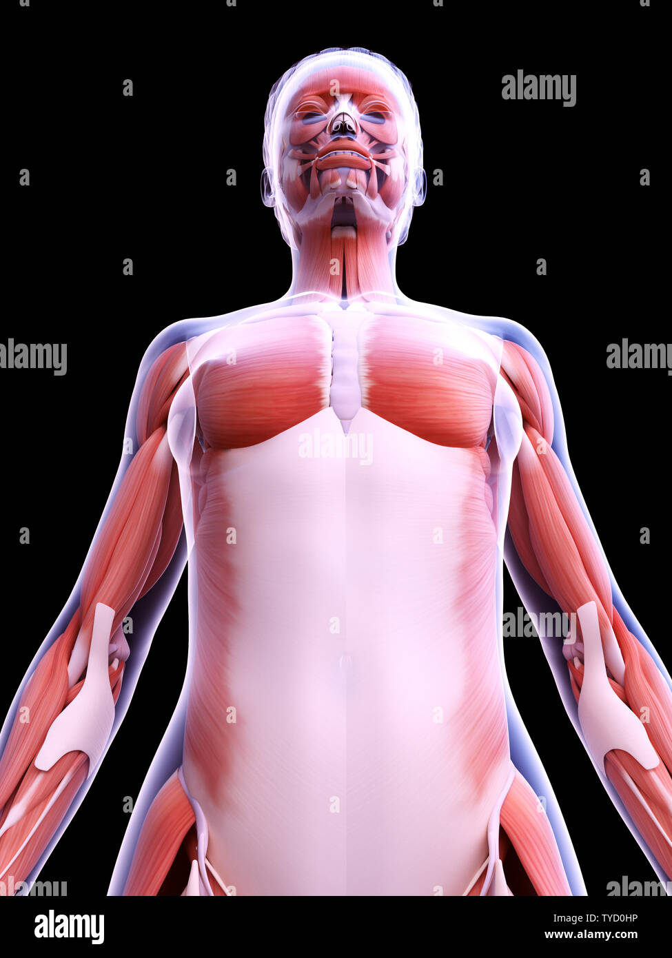 3d rendered medically accurate illustration of the female muscle system ...