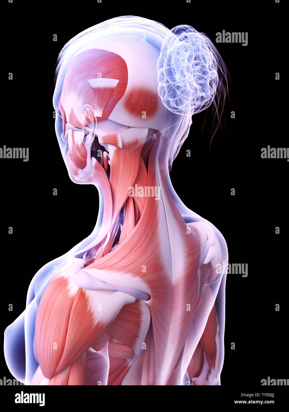 Female muscle neck anatomy hi-res stock photography and images - Alamy