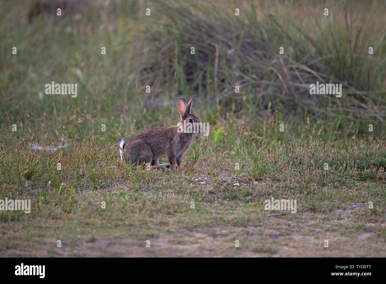 Rabbit (Oryctolagus cuniculus Stock Photo - Alamy