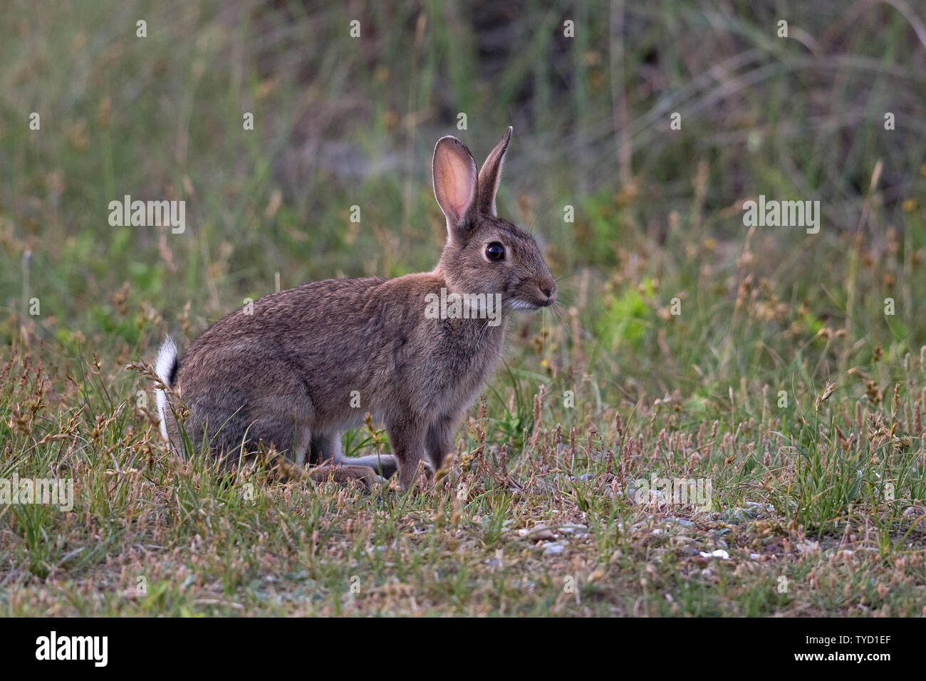 Rabbit (Oryctolagus cuniculus Stock Photo - Alamy