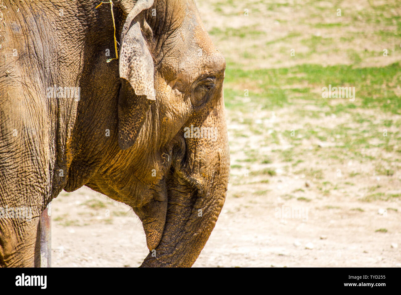 Close up asian elephant head hi-res stock photography and images - Alamy