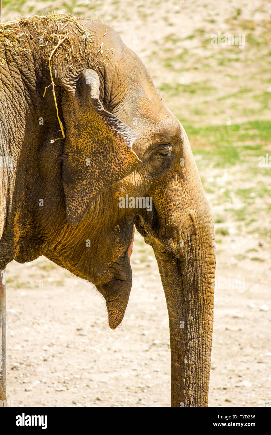 Asian Elephant Head Side View