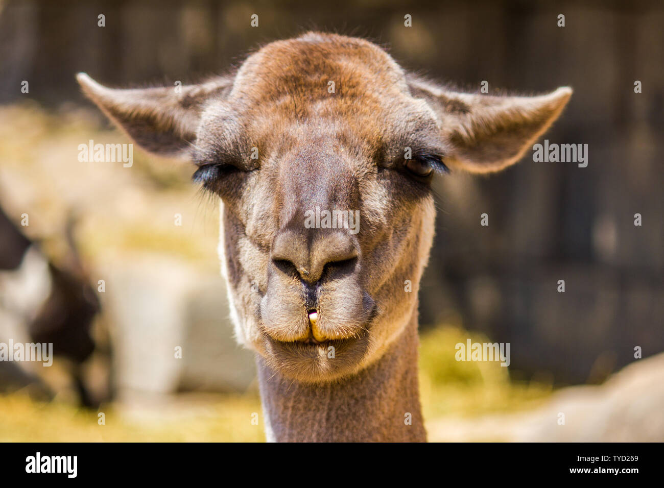 Domestic llama hi-res stock photography and images - Alamy