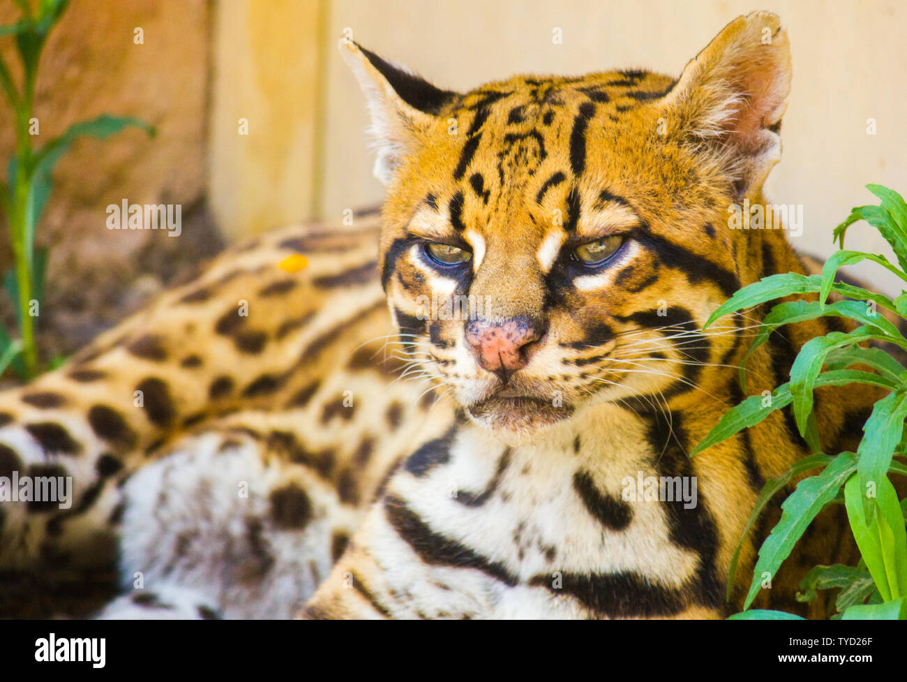 Ocelot leopardus pardalis hi-res stock photography and images - Alamy