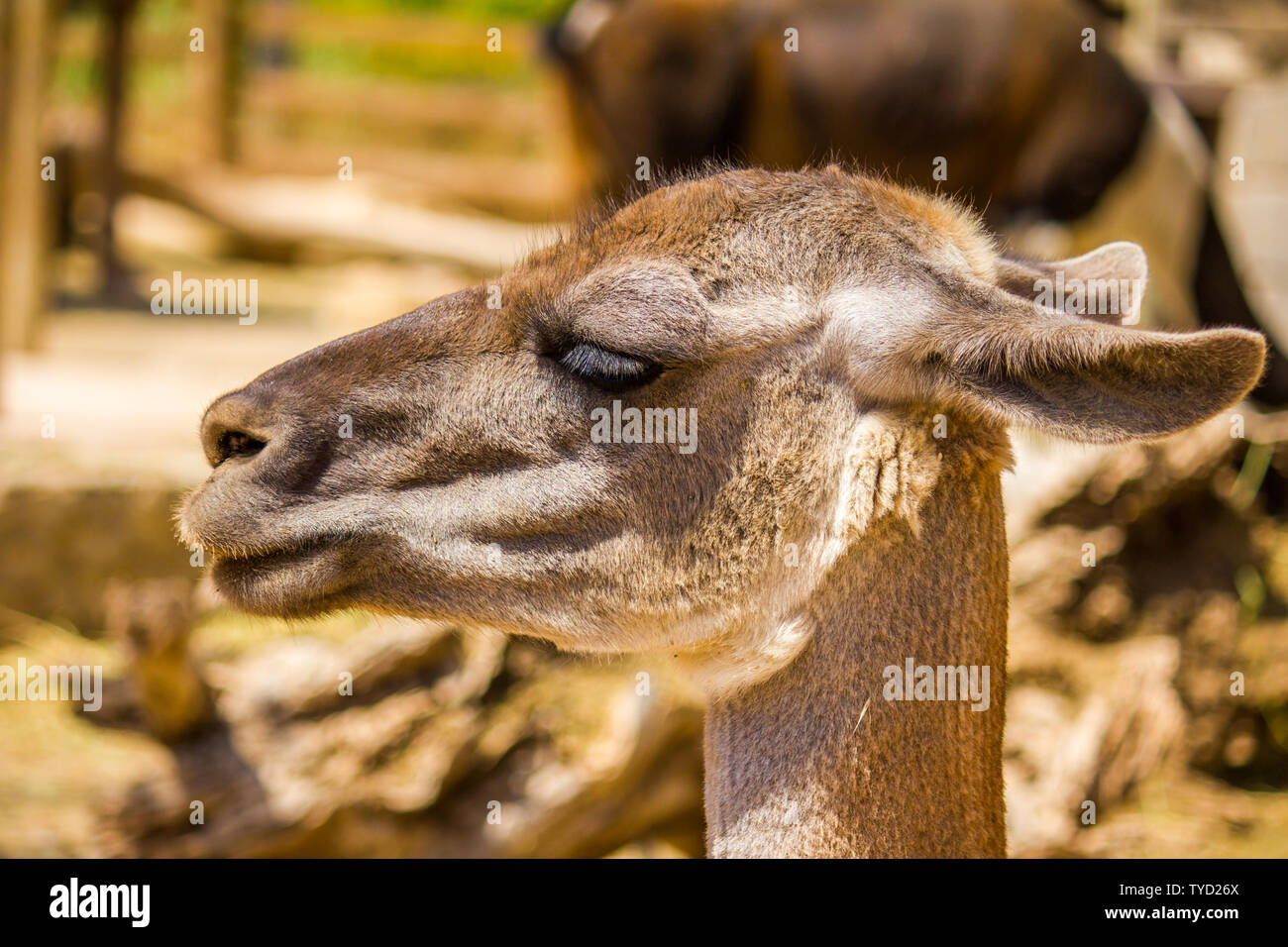 South america, llama, kid hi-res stock photography and images - Alamy