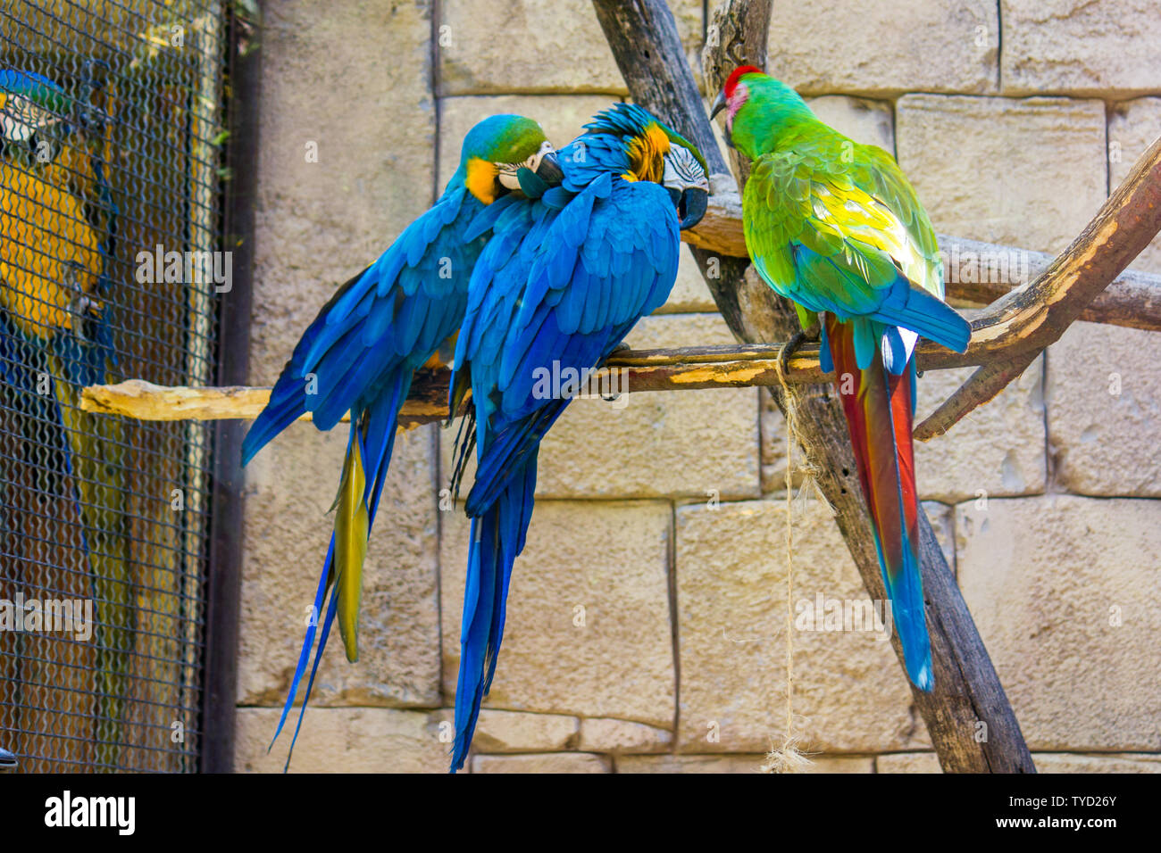 A group of macaws posing on a branch. One green and two blues Stock ...