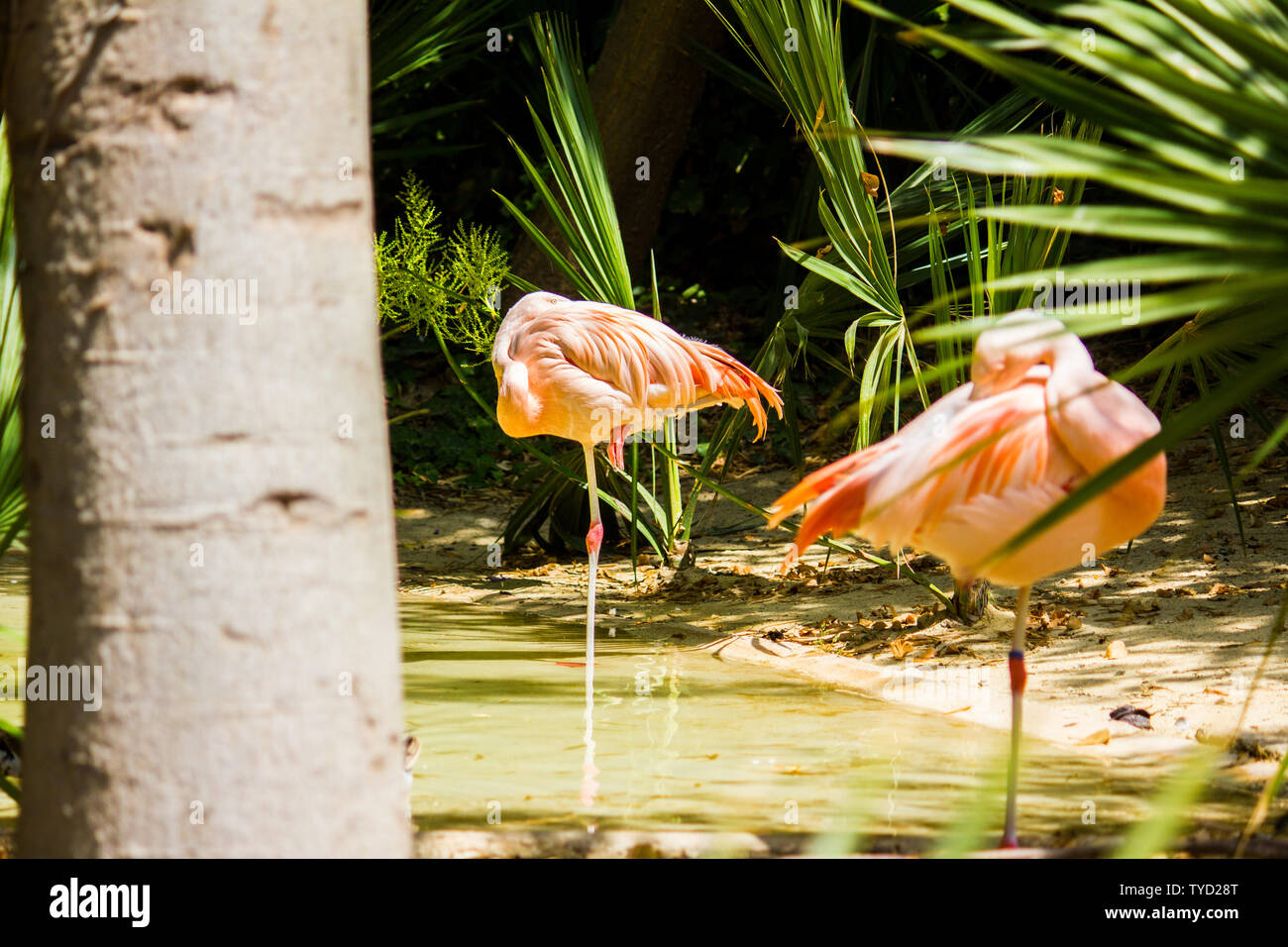 Two pink flamingos hi-res stock photography and images - Alamy