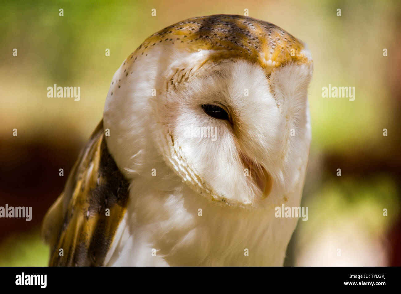 Tyto alba hunt hi-res stock photography and images - Alamy