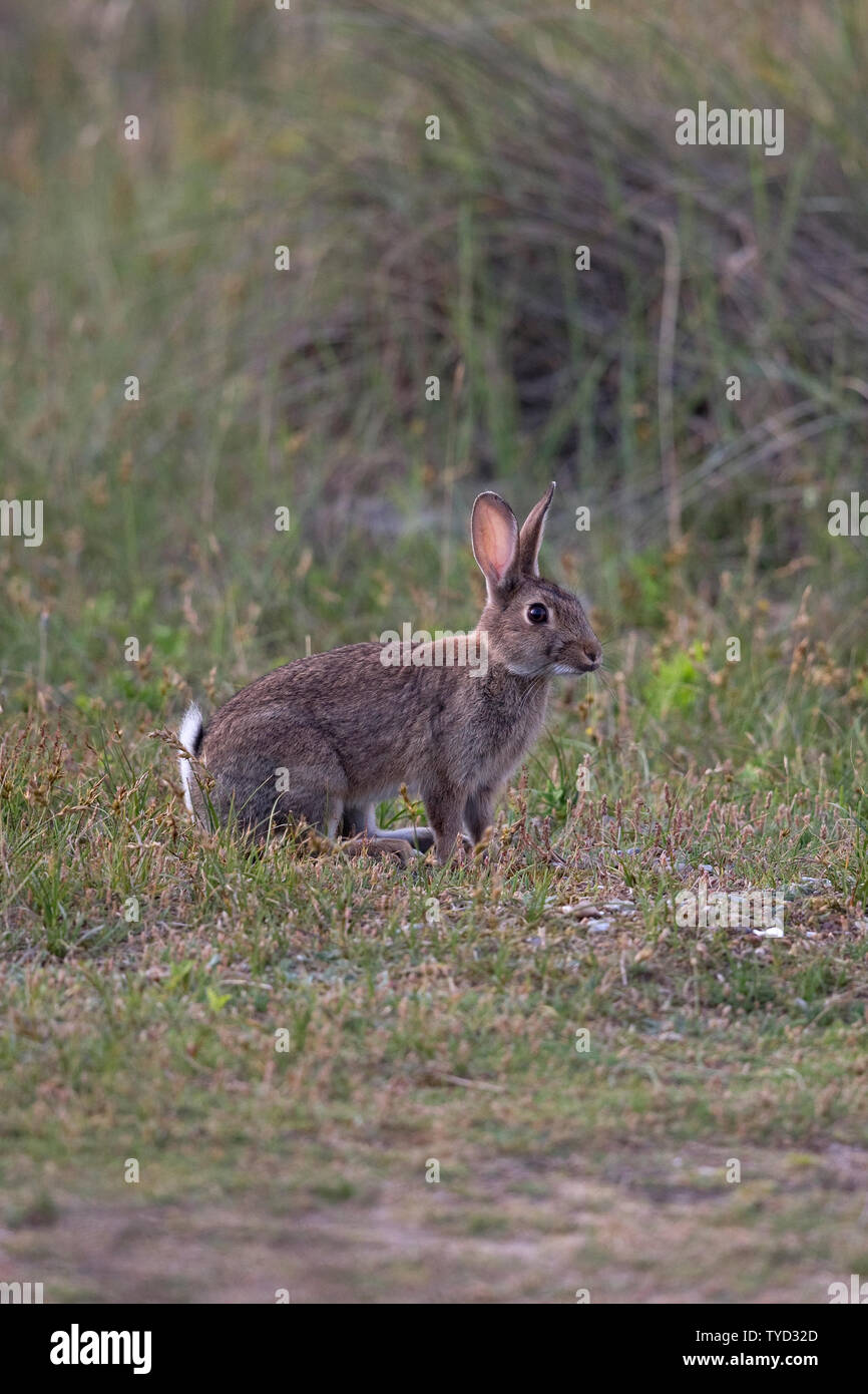 Rabbit (Oryctolagus cuniculus Stock Photo - Alamy