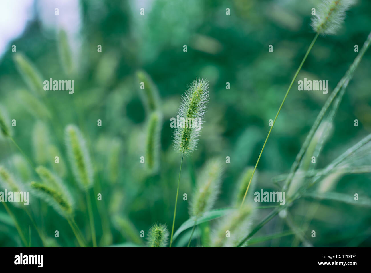 Dogtail grass hi-res stock photography and images - Alamy