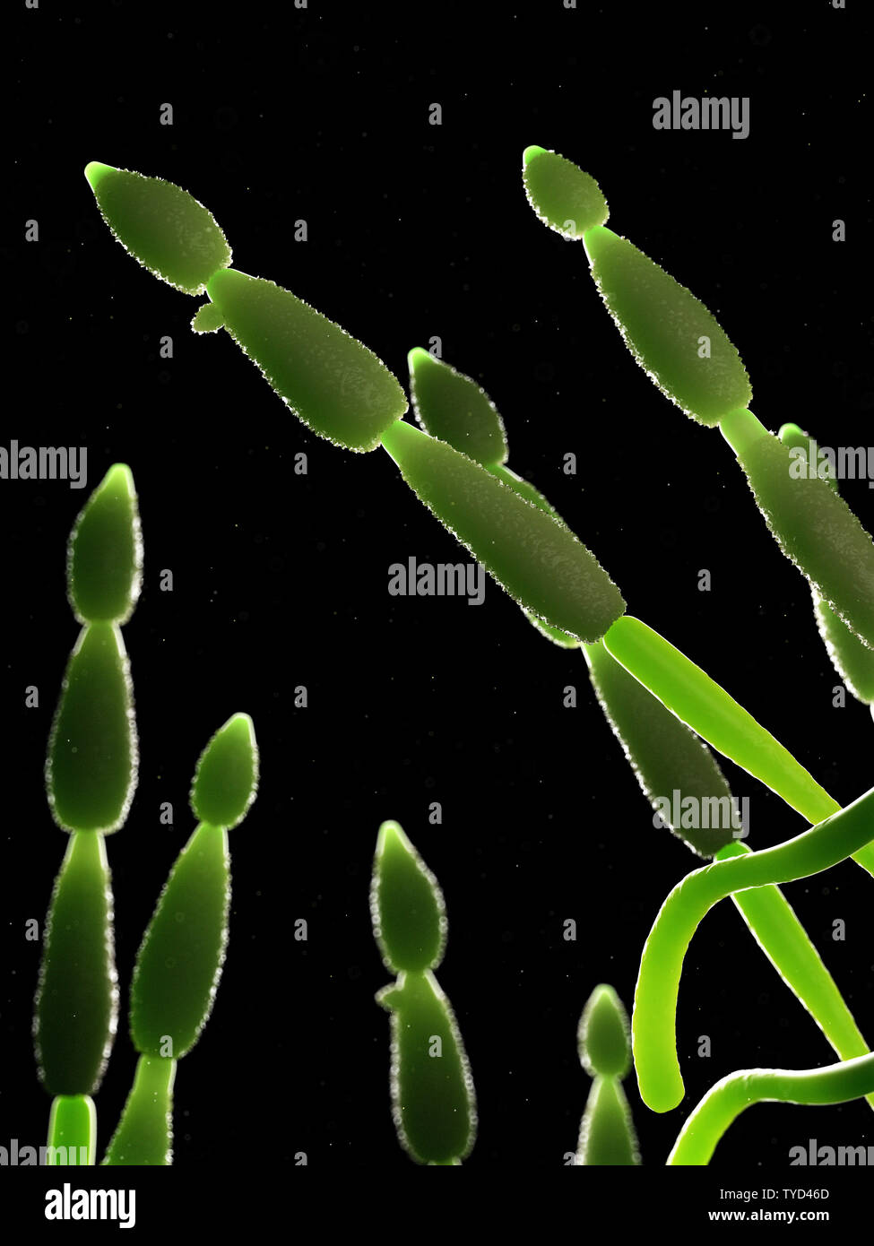 3d rendered illustration of the mold - alternaria Stock Photo - Alamy