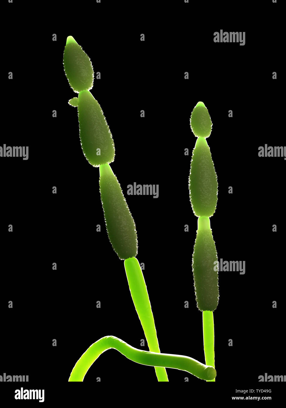 3d rendered illustration of the mold - alternaria Stock Photo - Alamy