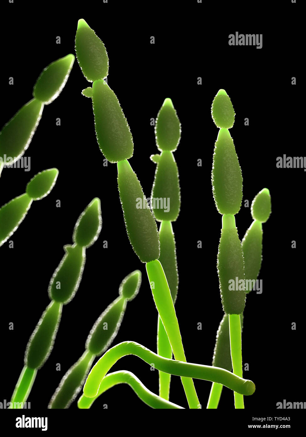 3d rendered illustration of the mold - alternaria Stock Photo - Alamy
