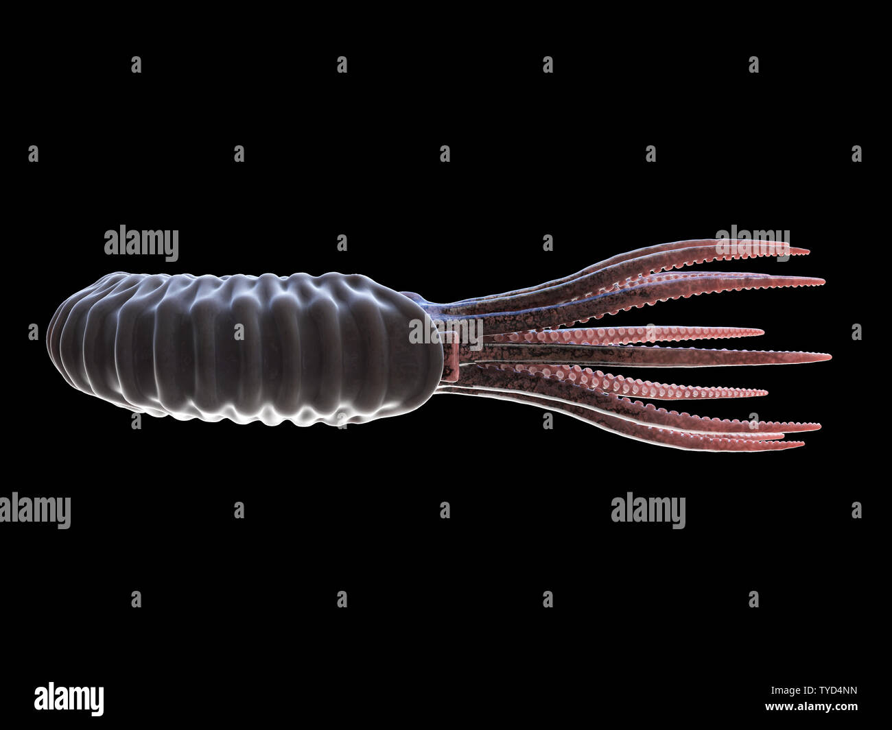 3d rendered illustration of a pre-historic marine creature - ammonite ...